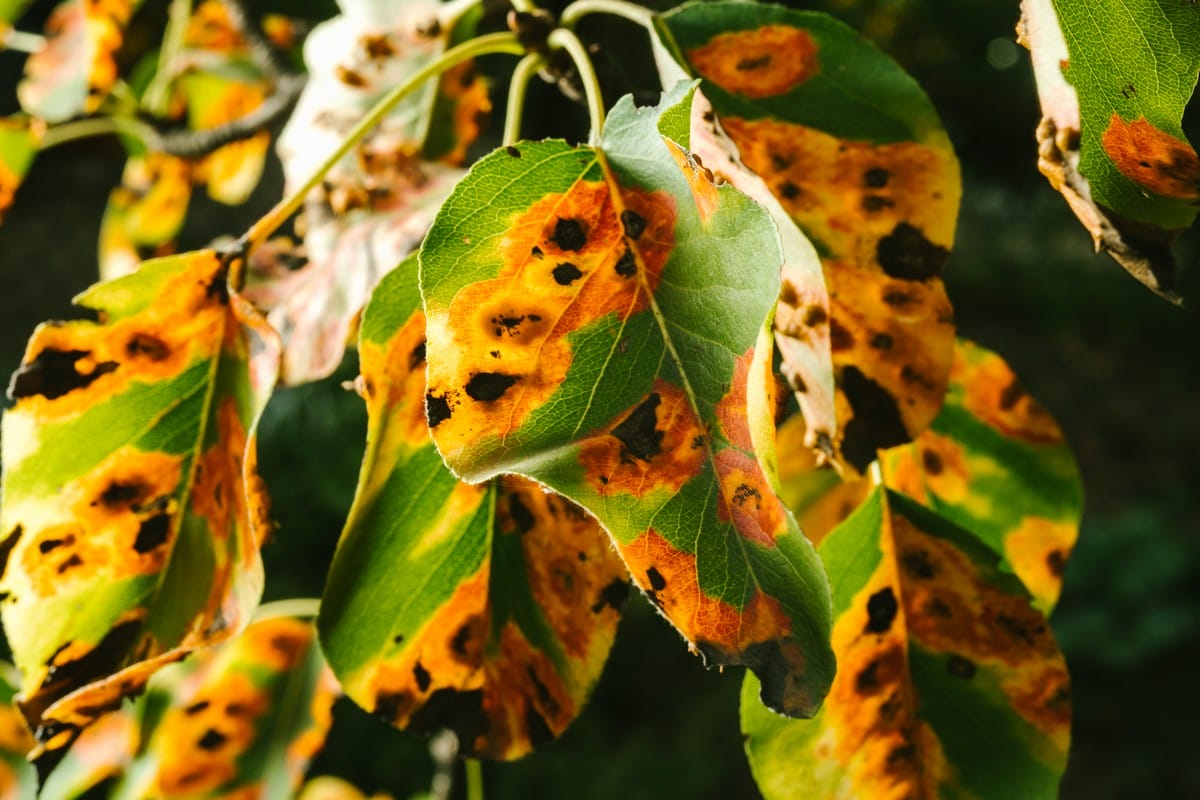 Understanding the Dangers of Tree Disease in Edmonton
