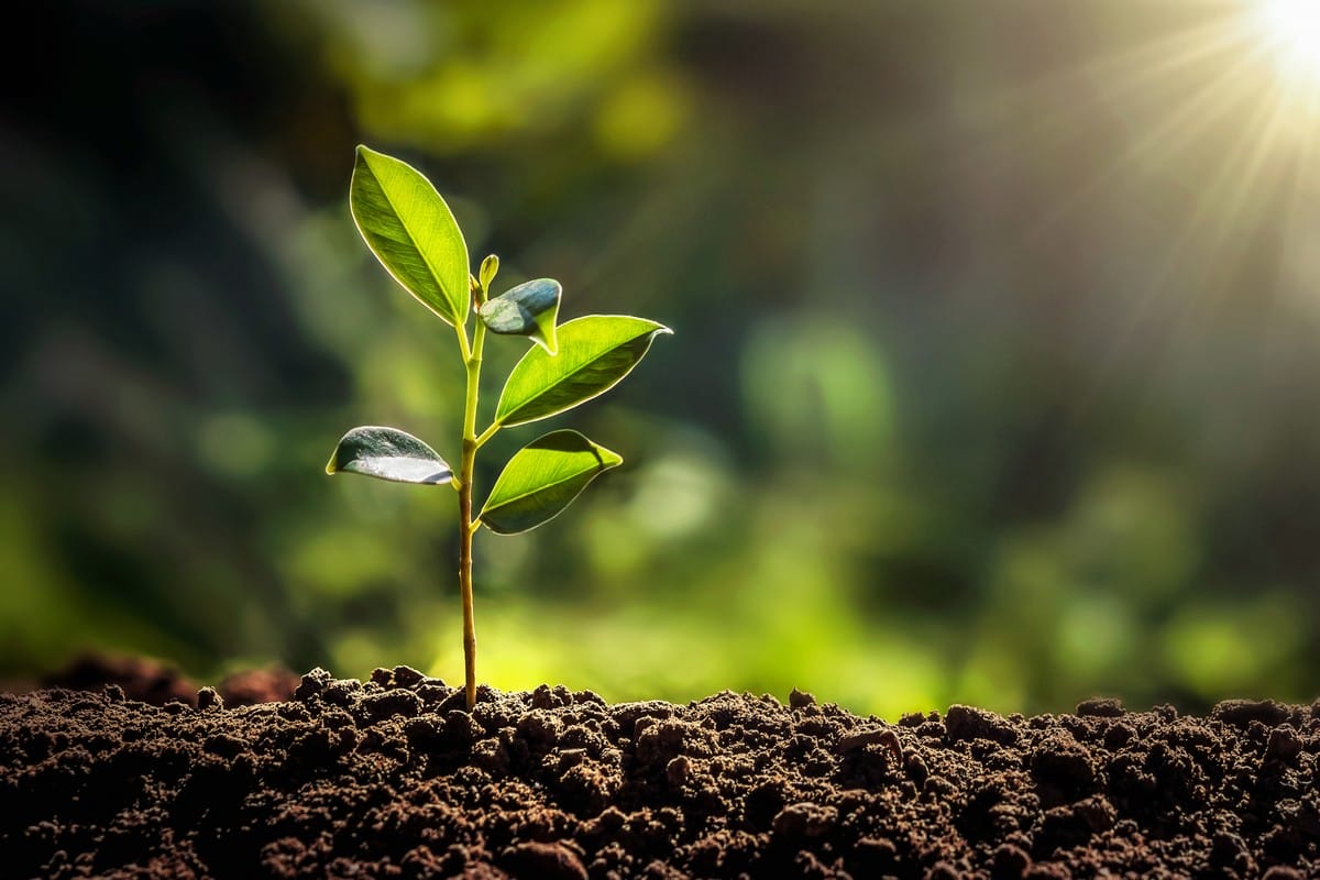 How Long Do Trees Live? A Blog On The Lifespan of Trees